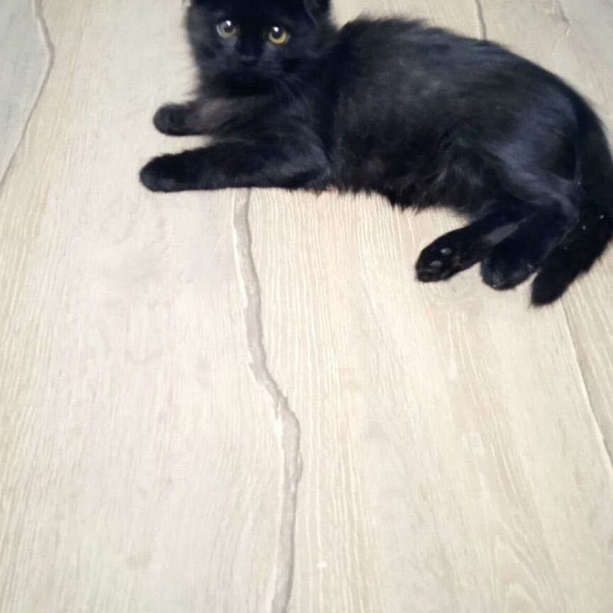 Котенок лапушка и скромняга