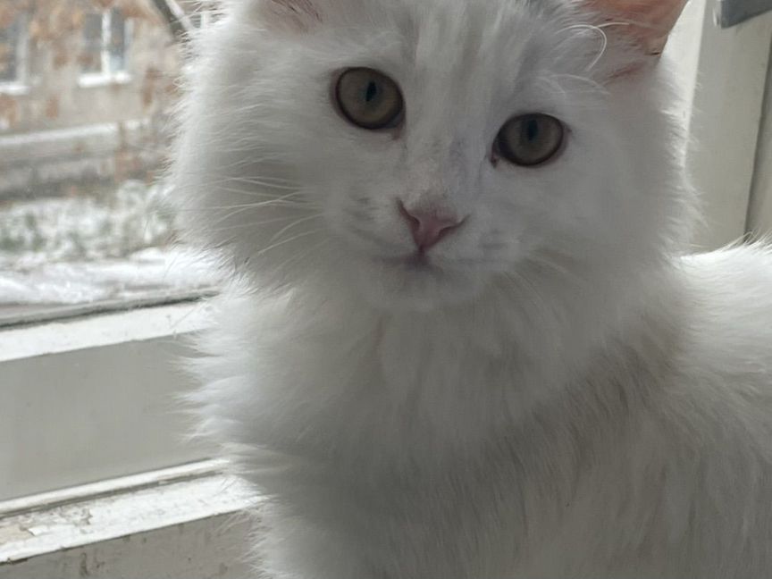 Кошка в добрые руки