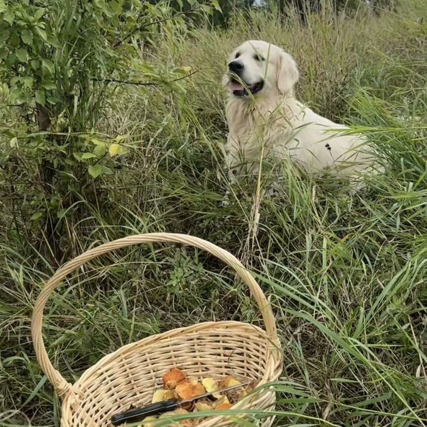 Золотистый ретривер, взрослый пёс