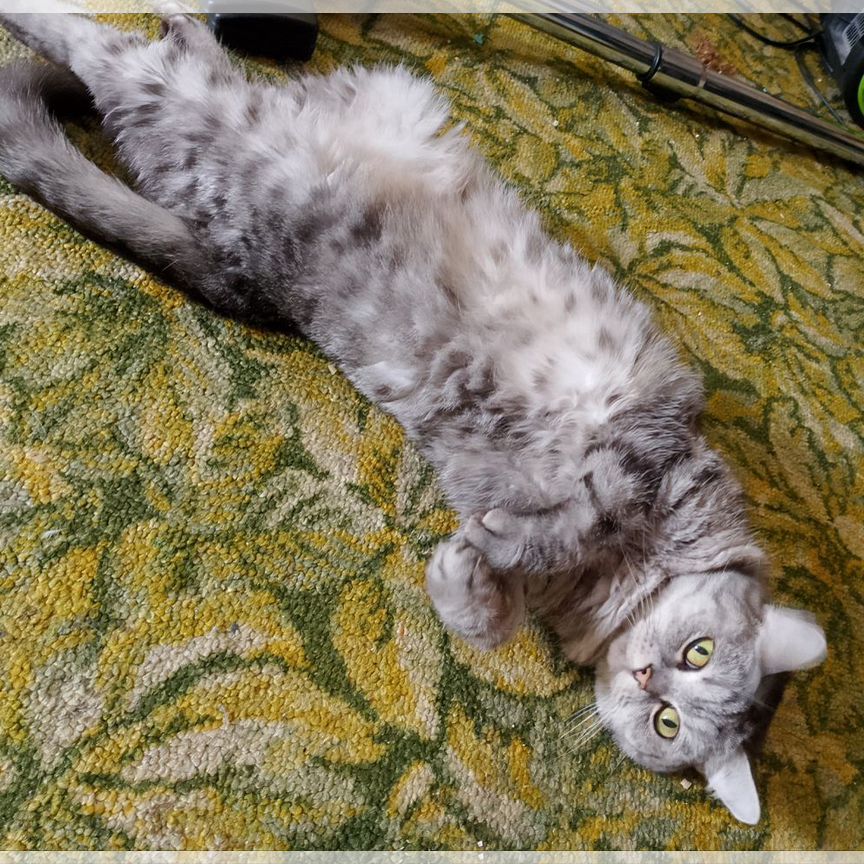 Шотландская вислоухая короткошёрстная, взрослая кошка