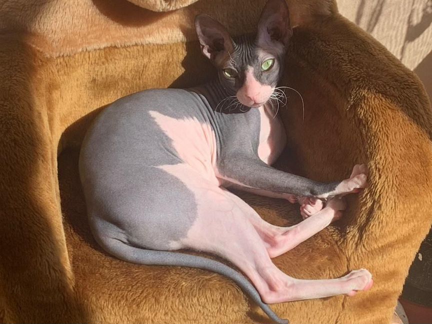 Кошка сфинкс
