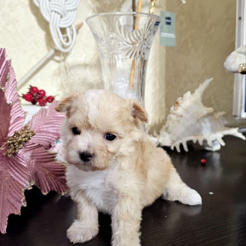 Собака мальтипу f1 мини