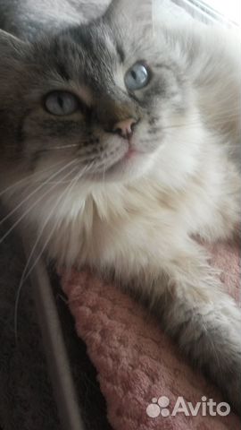 Кот-красавчик в надежный дом