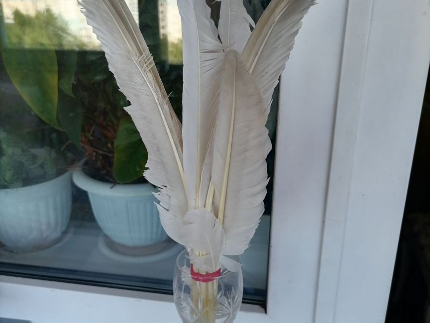 Перья гусиные