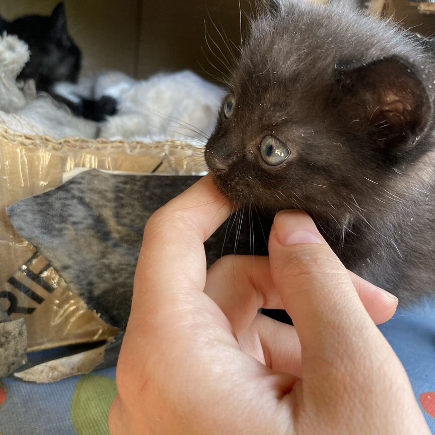 Котики, котята в добрые руки