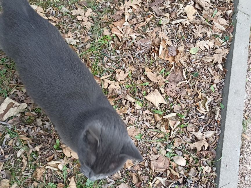 Котпотеряшка парк шевченко