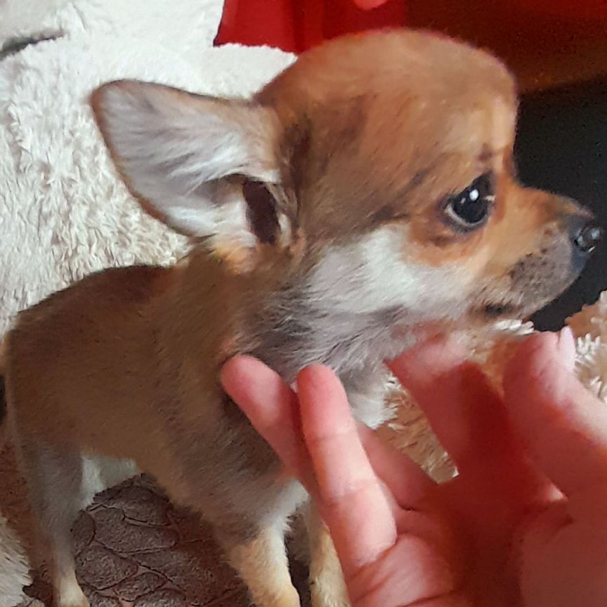 Чихуахуа, щенок