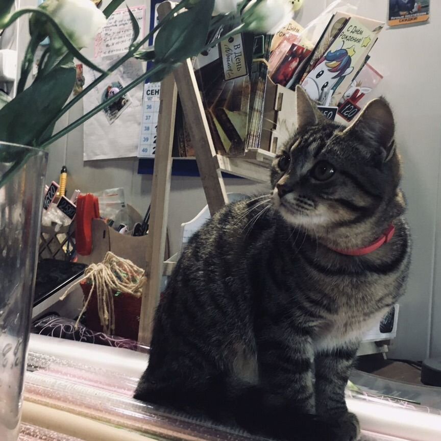 Котята 5 месяцев