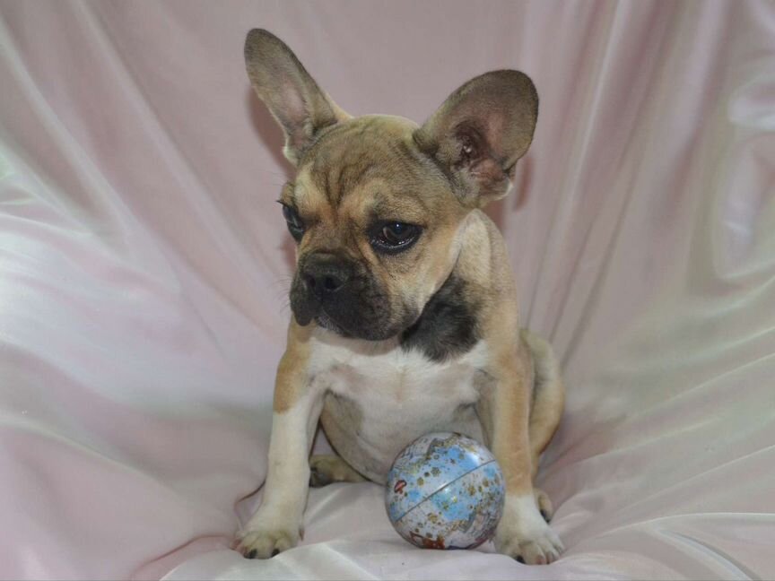 Французские бульдожки