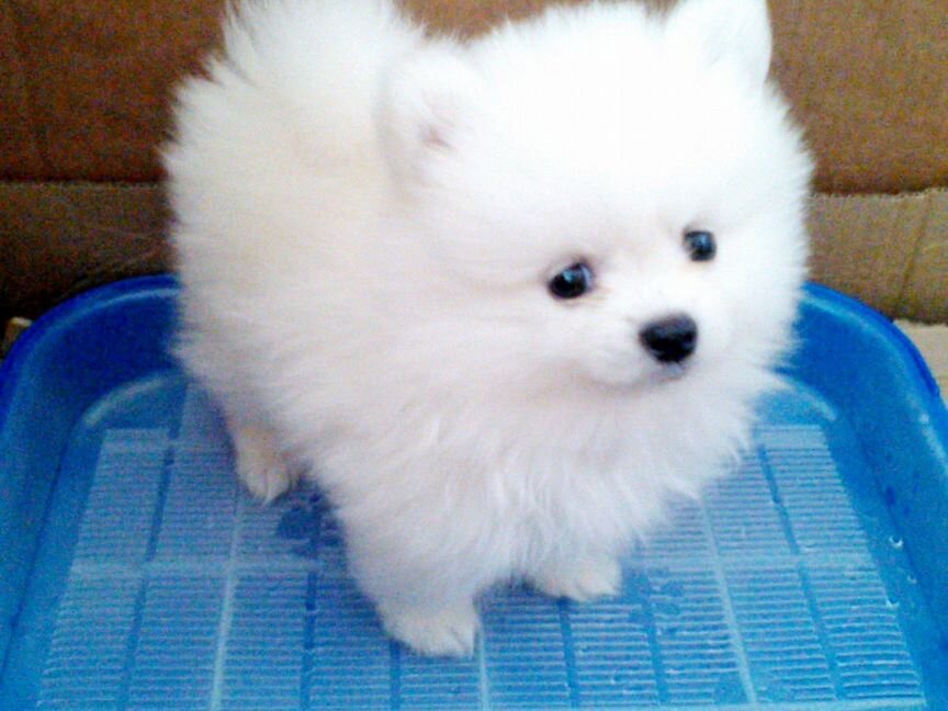 Шпиц мальчик мини красавчик