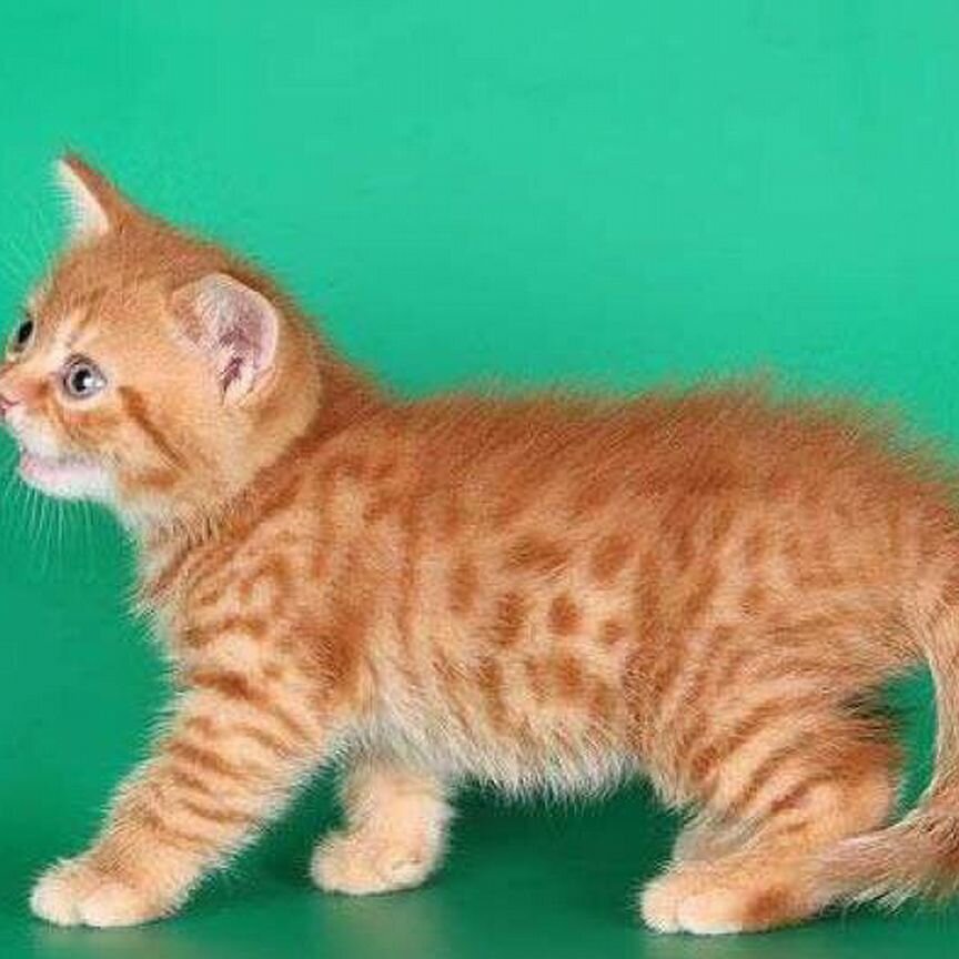 Рыжий британский котик