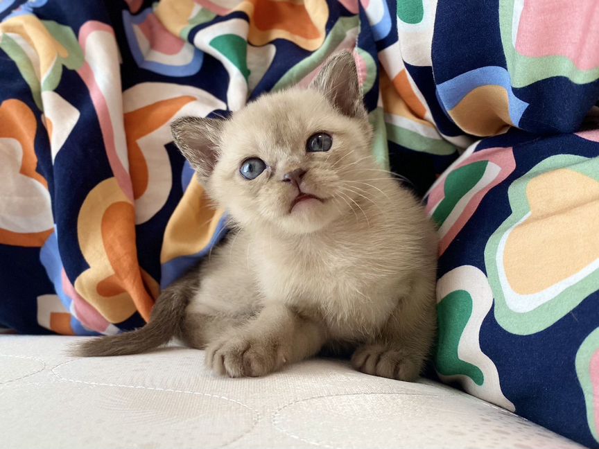 Шоколадная бурма девочка