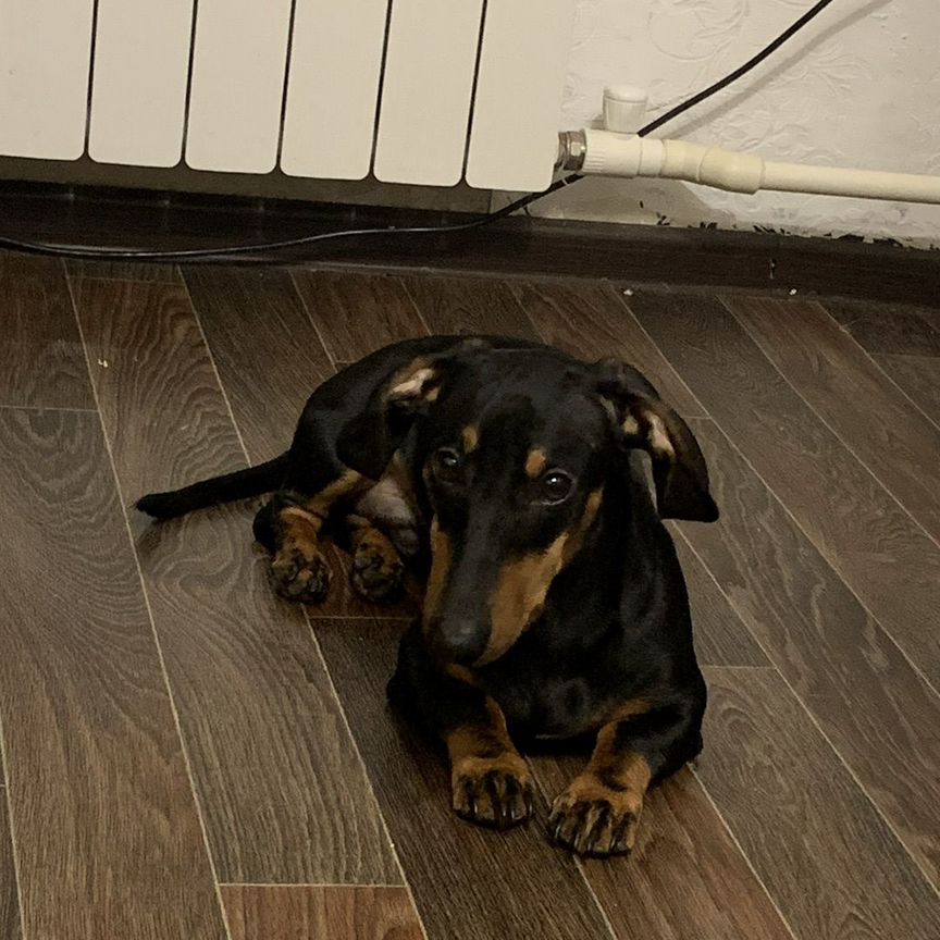 Такса в добрые руки