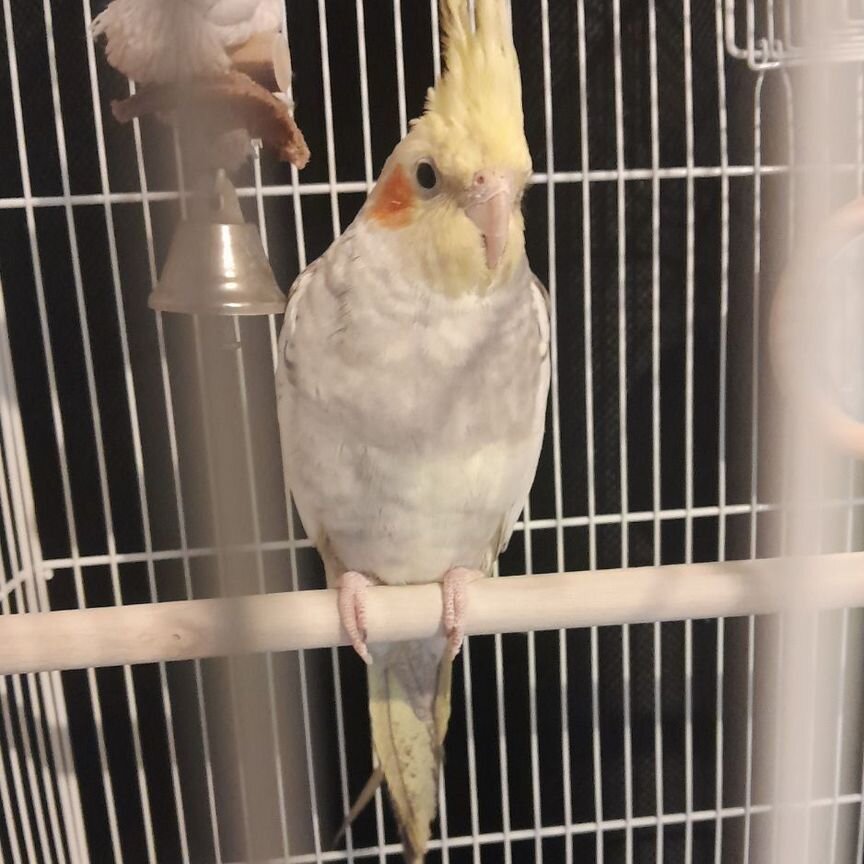 Попугай корелла с клеткой