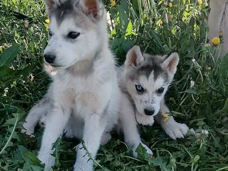 Метиз маламута и хаски