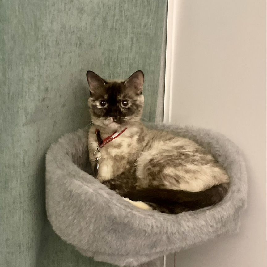 Шотландская прямоухая кошка