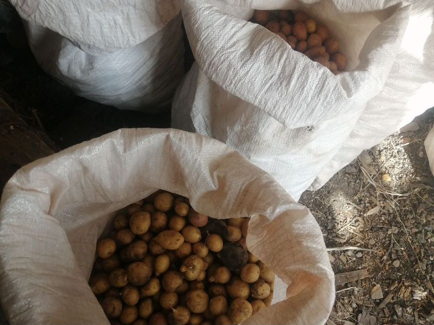 Продам картофель на корм скоту