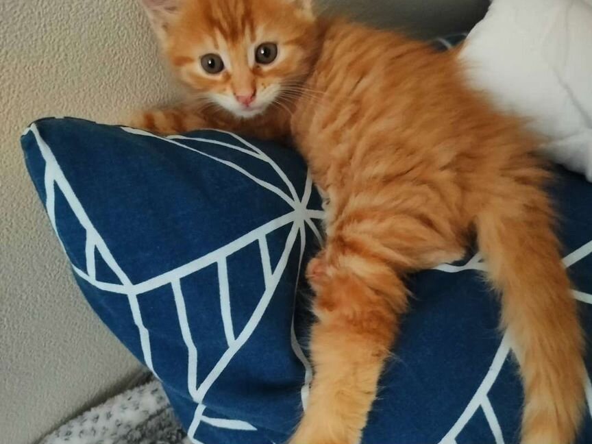 Отдам котёнка в добрые руки