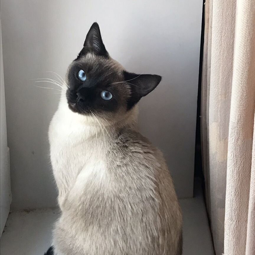 Сиамка в добрые руки