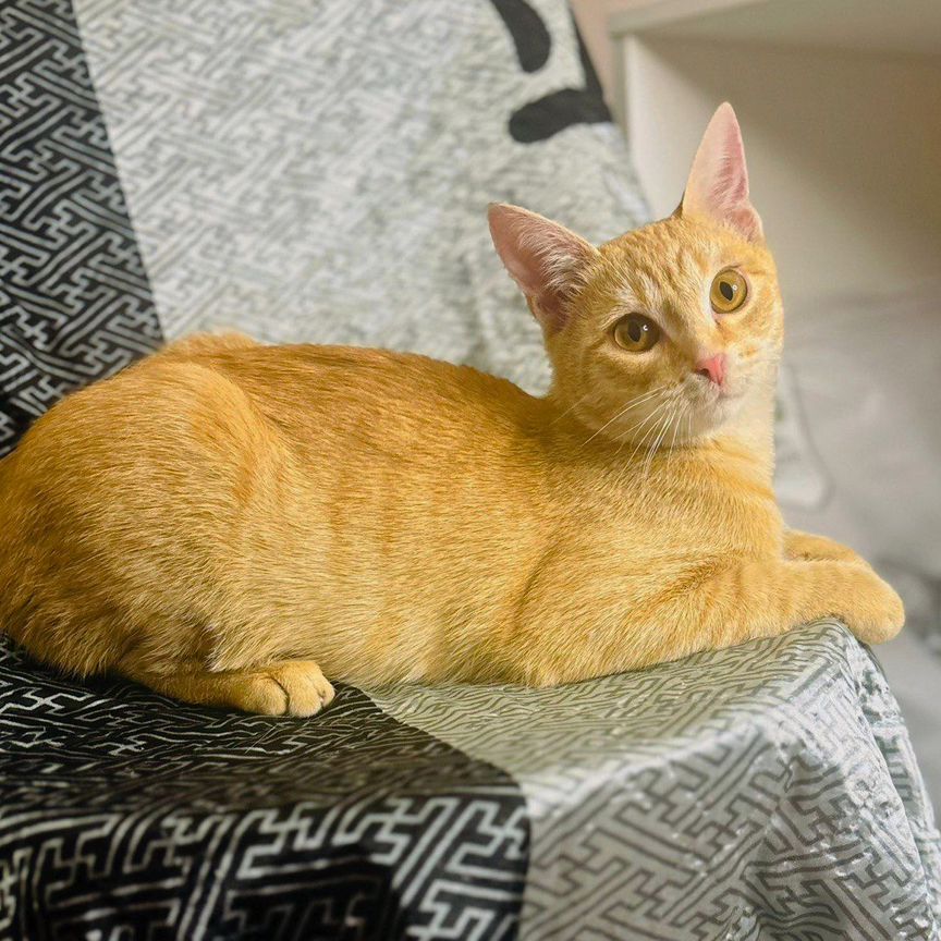 Самый нежный мурчащий рыжий кот, 1 год