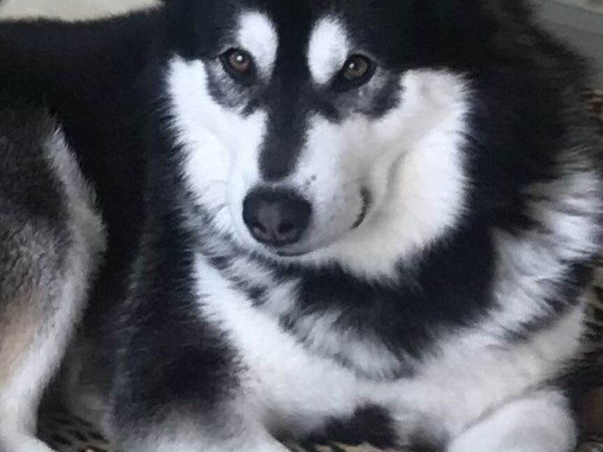 Чистокровный Маламут с отличной родословной вязка