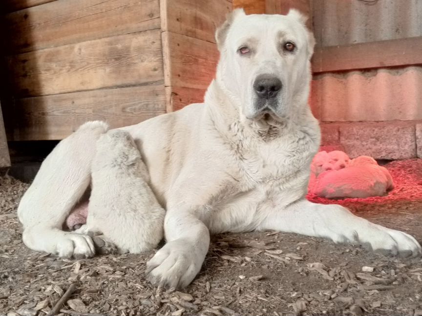 Среднеазиатская овчарка сао щенки