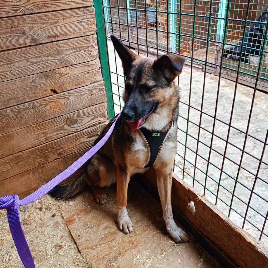 Собака в добрые руки бесплатно дар