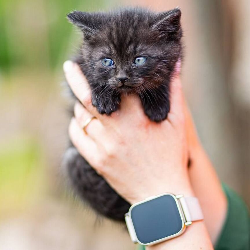Котёнок в добрые руки