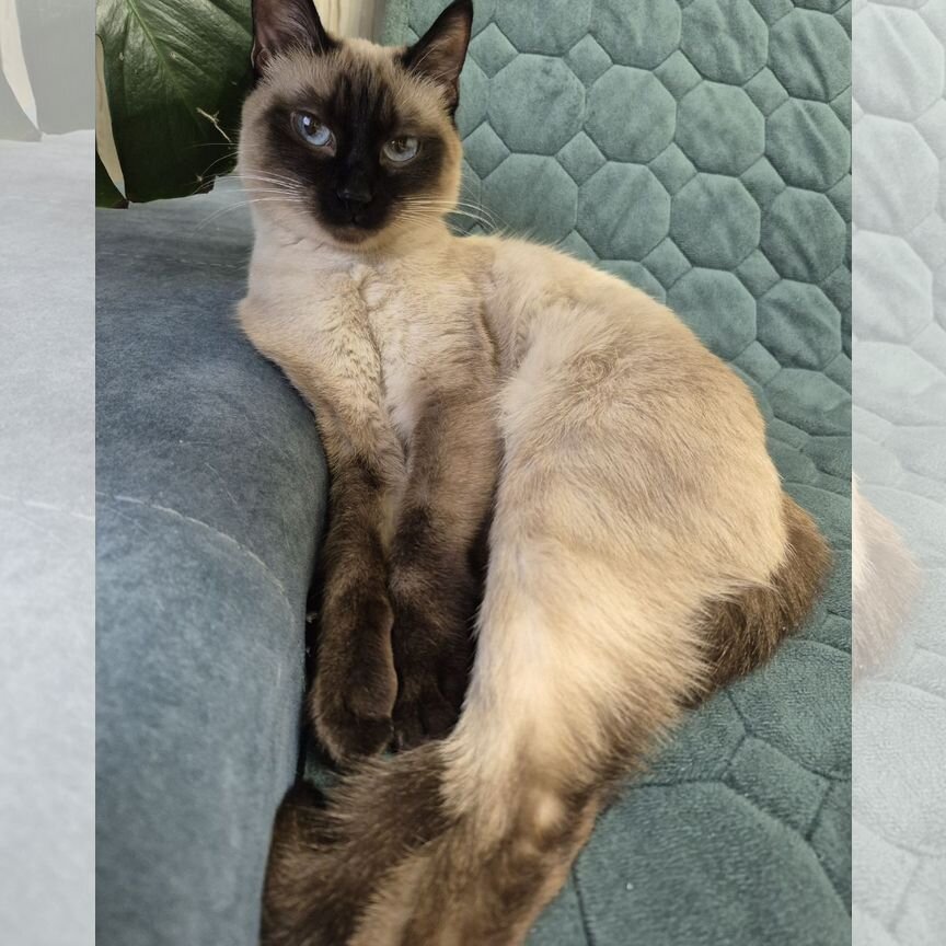 Тайская кошка, вязка