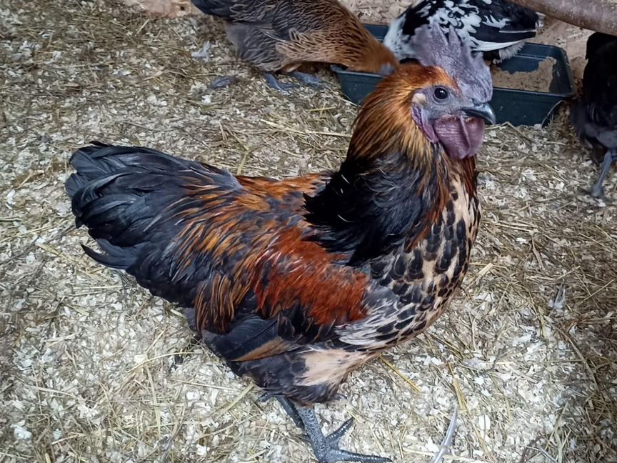 Петух Лакеданзи