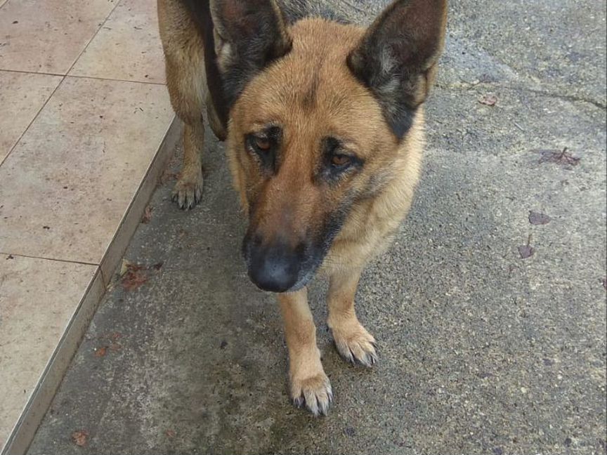 Собака немецкая овчарка