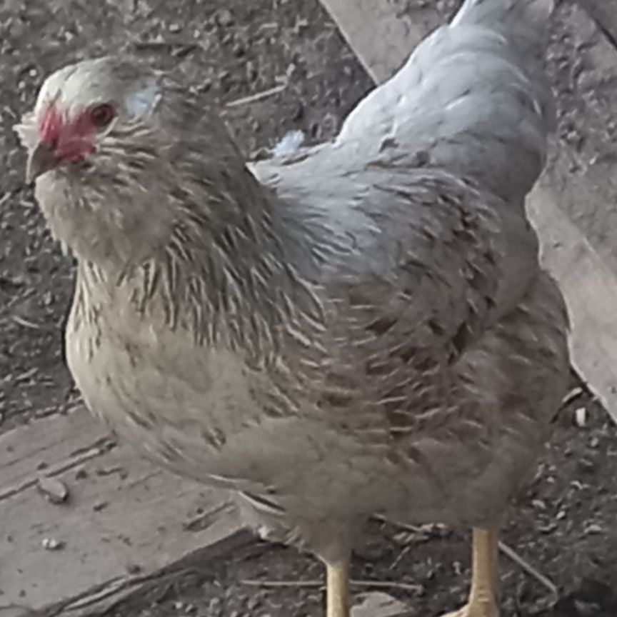 Куры молодки, цыплята молодки