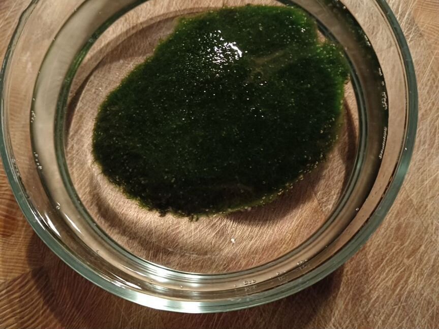 Кладофора шаровидная