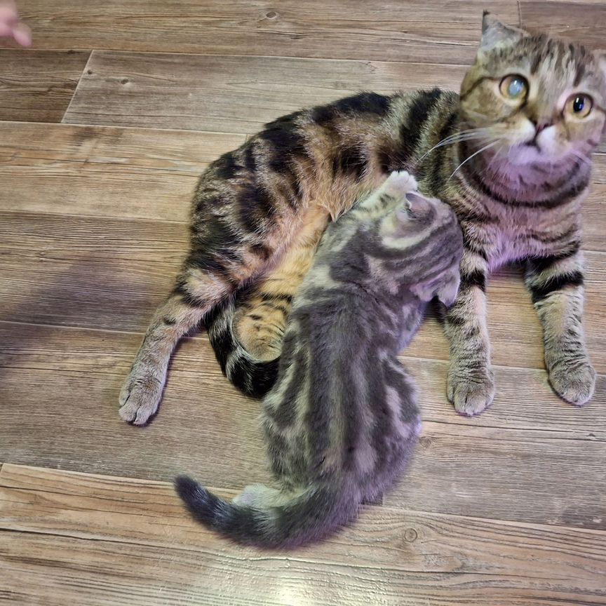 Шотланский котик