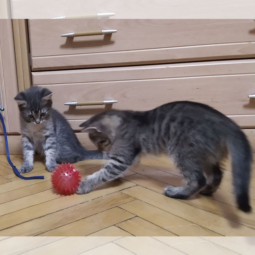 Котятки в добрые руки