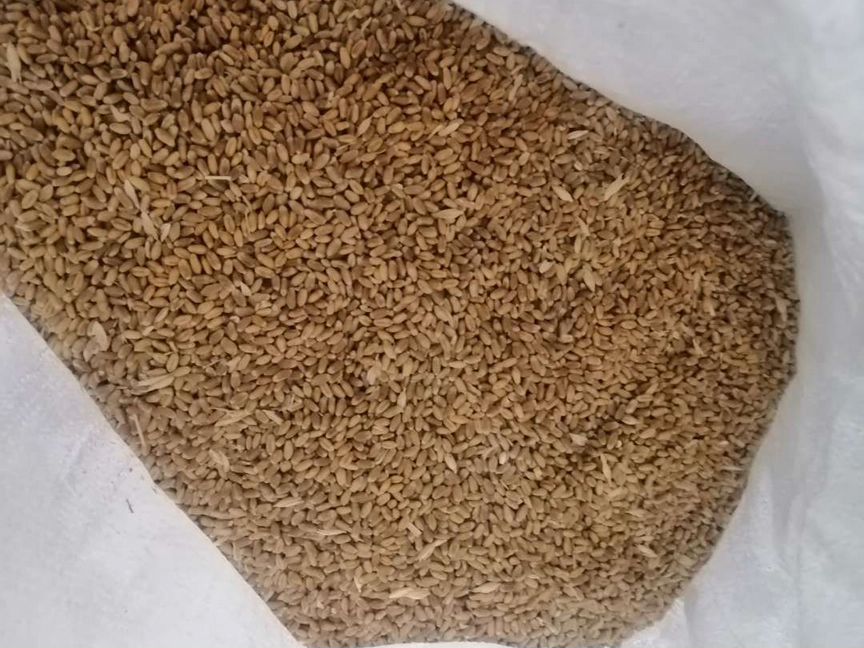 Зерно фуражное, корм для животных