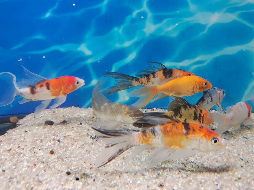 Карп кои для пруда