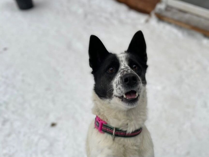 Собака в добрые руки