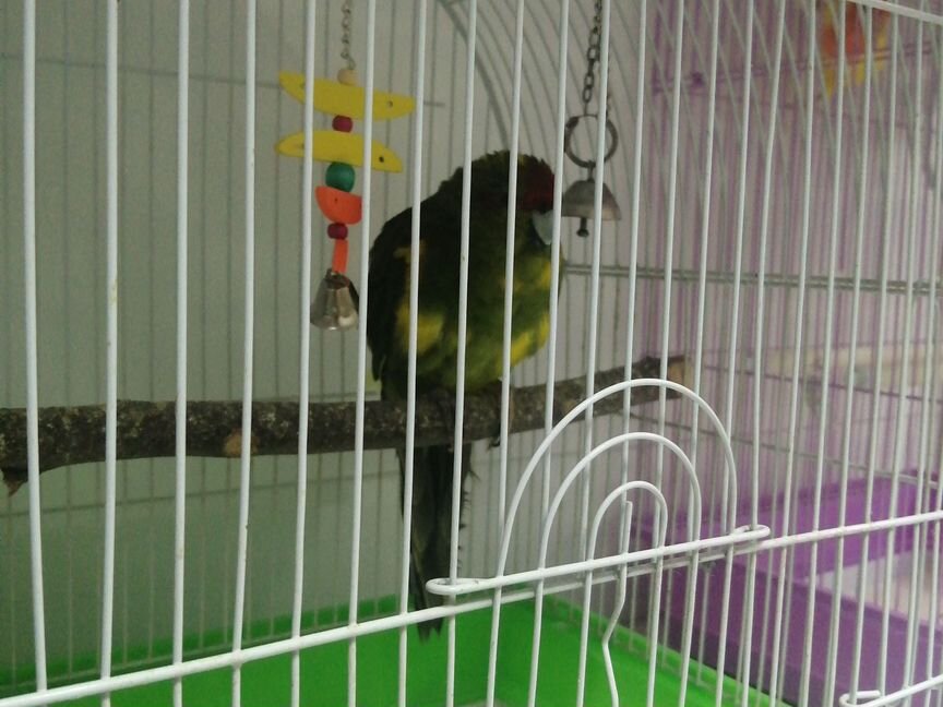 Попугай Какарик