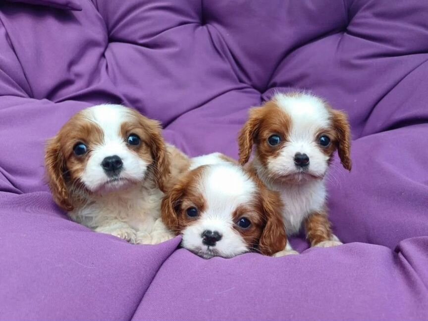 Кавалер кинг чарльз спаниель