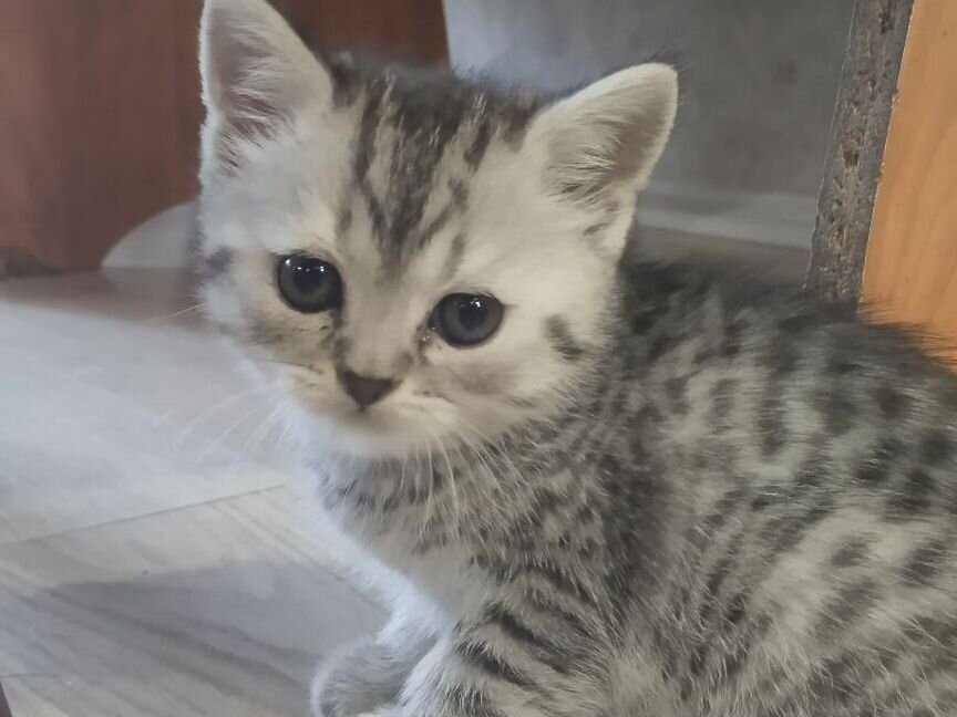 Британские котята