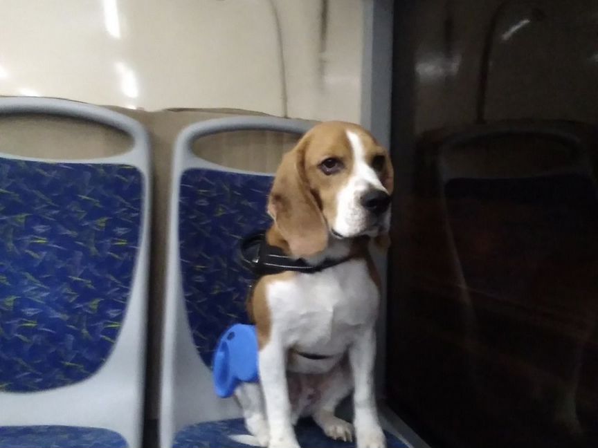 Продам собаку бигль