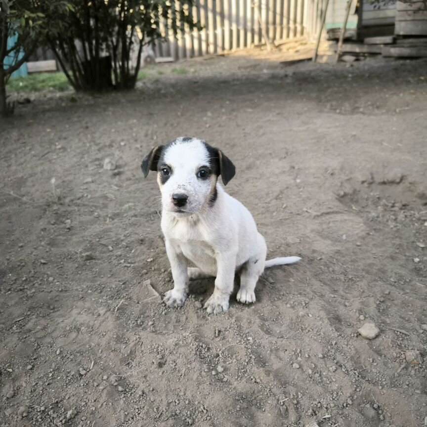 Девочка булочка бесплатно