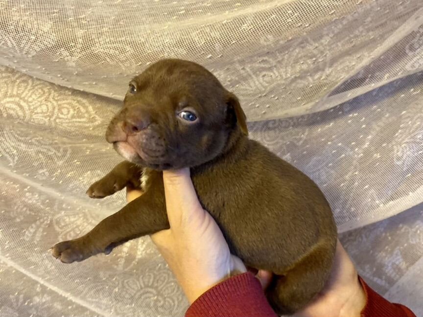 Американский булли classic