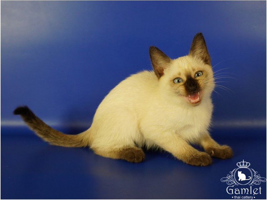 Клубная Тайская кошечка Кэтти