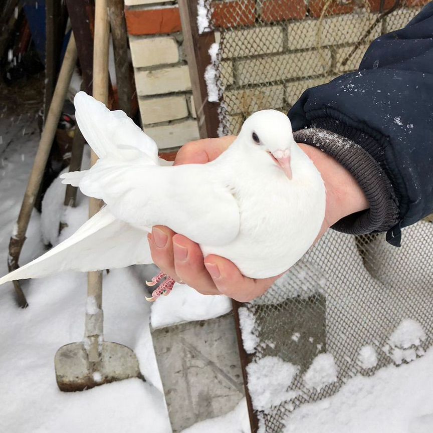 Голуби Николаевские