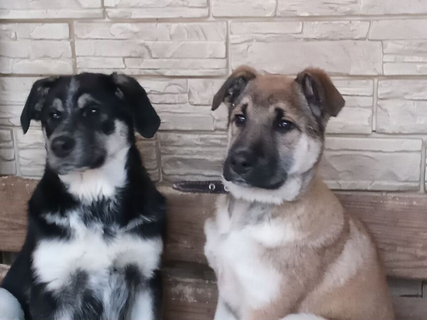 Щенок в добрые руки бесплатно