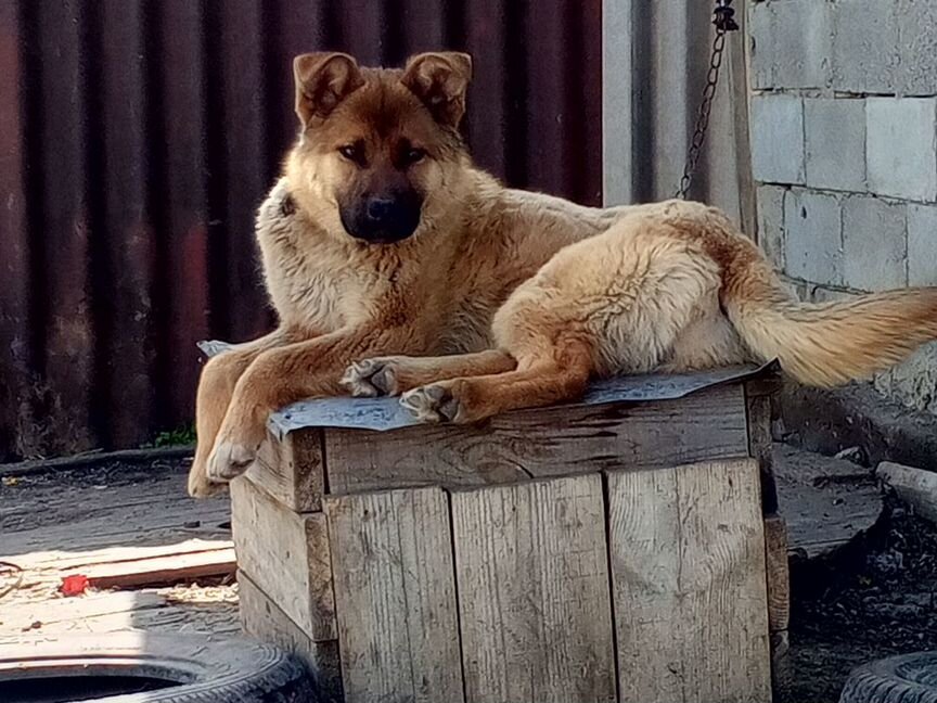Отдам собаку смесь лайки и немецкой овчарки