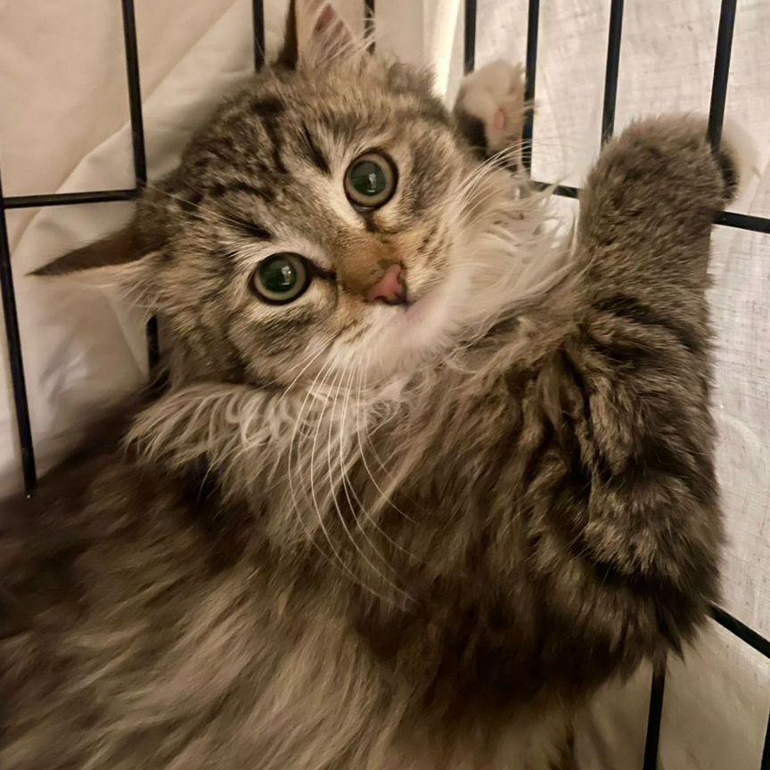 Котёнок от частного владельца