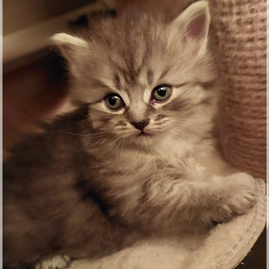 Шотландский прямоухий длинношёрстный котёнок